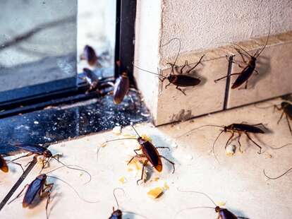 New York Courtroom Shut Down After Cockroaches Released During Hearing ...