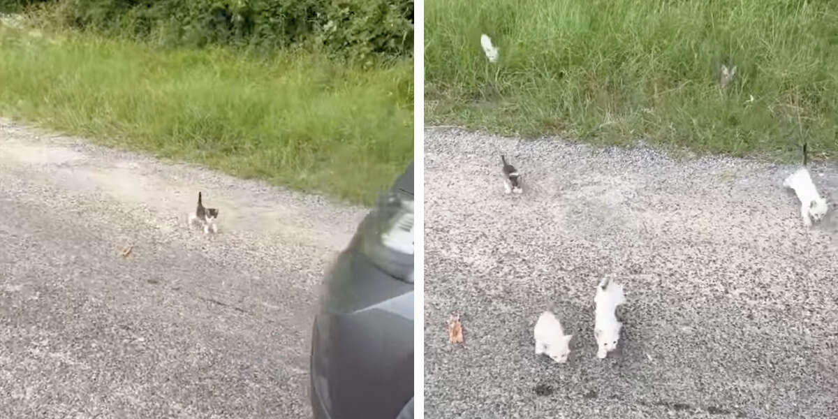 Guy Stops To Rescue Kitten In The Road — And Ends Up Being Ambushed ...