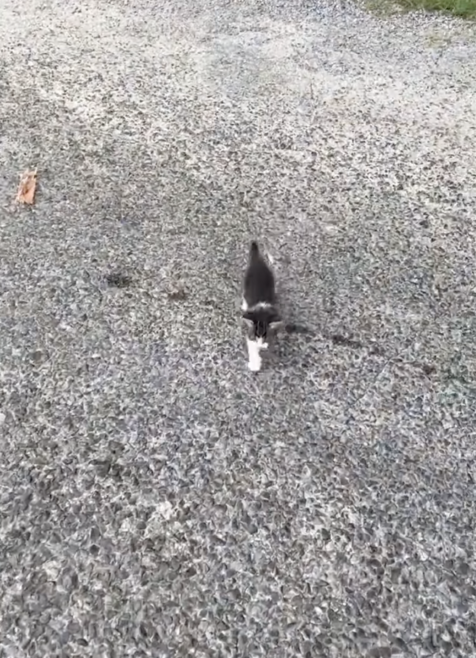 Guy Stops To Rescue Kitten In The Road — And Ends Up Being Ambushed ...