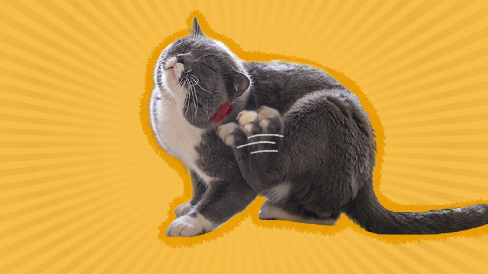 Cat Scratch Fever: Should You Be Concerned? - DodoWell - The Dodo