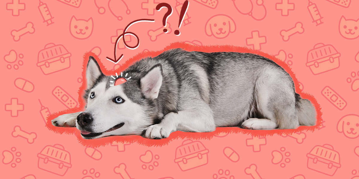 Skin Cancer In Dogs: Types, Symptoms And Treatments You Should Know ...