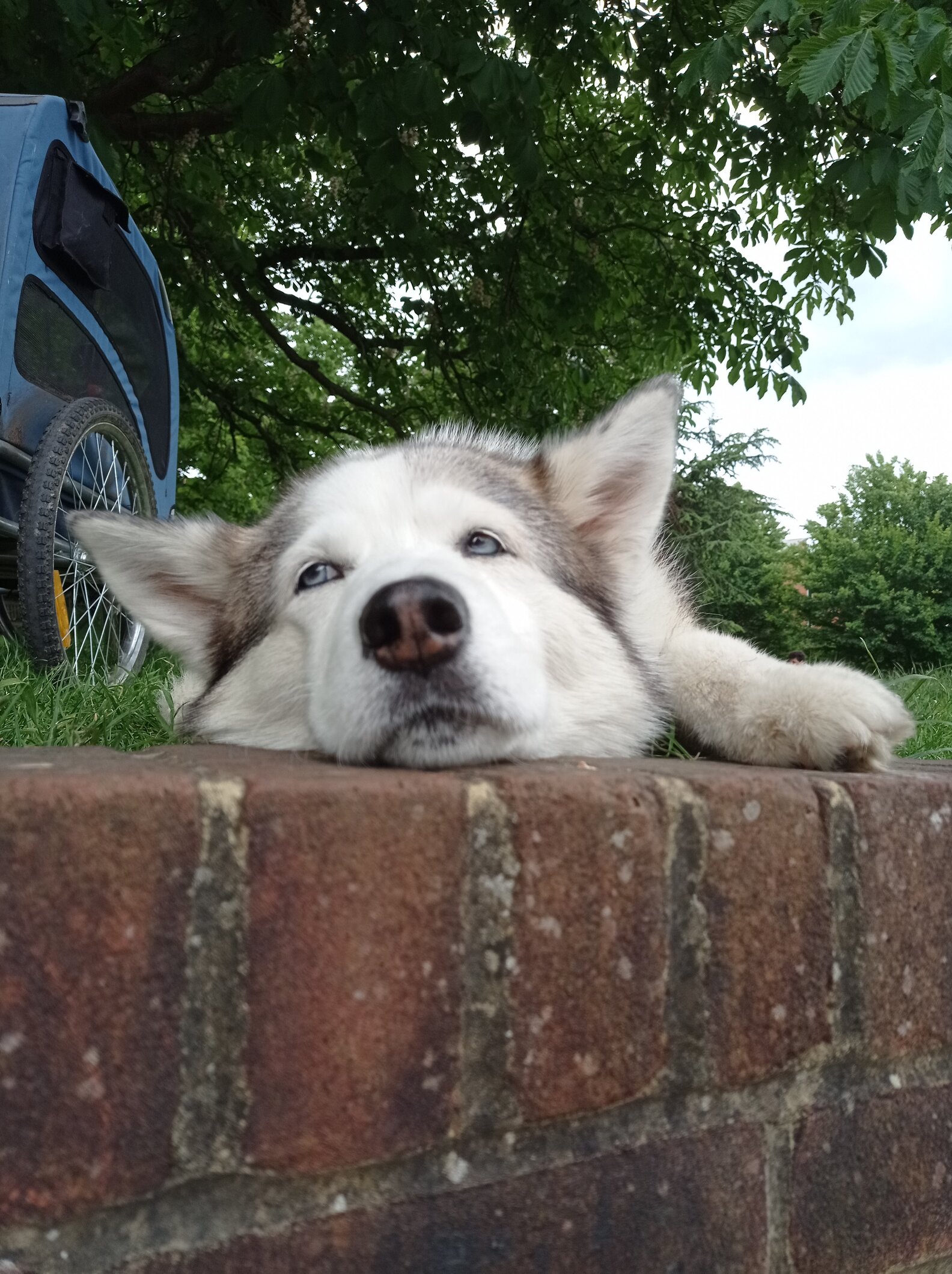 Dog Sits In The Same Place For Boops Every Day - The Dodo
