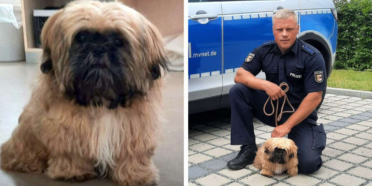 Kind Cop Goes Above And Beyond To Track Down A Kidnapped Dog - The Dodo