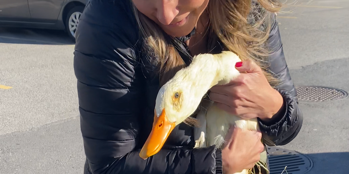 Duck Finally Learns To Swim When Kids Throw Her A Pool Party - Videos ...