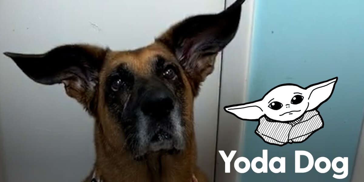 They Call Her "Yoda Dog" - Videos - The Dodo