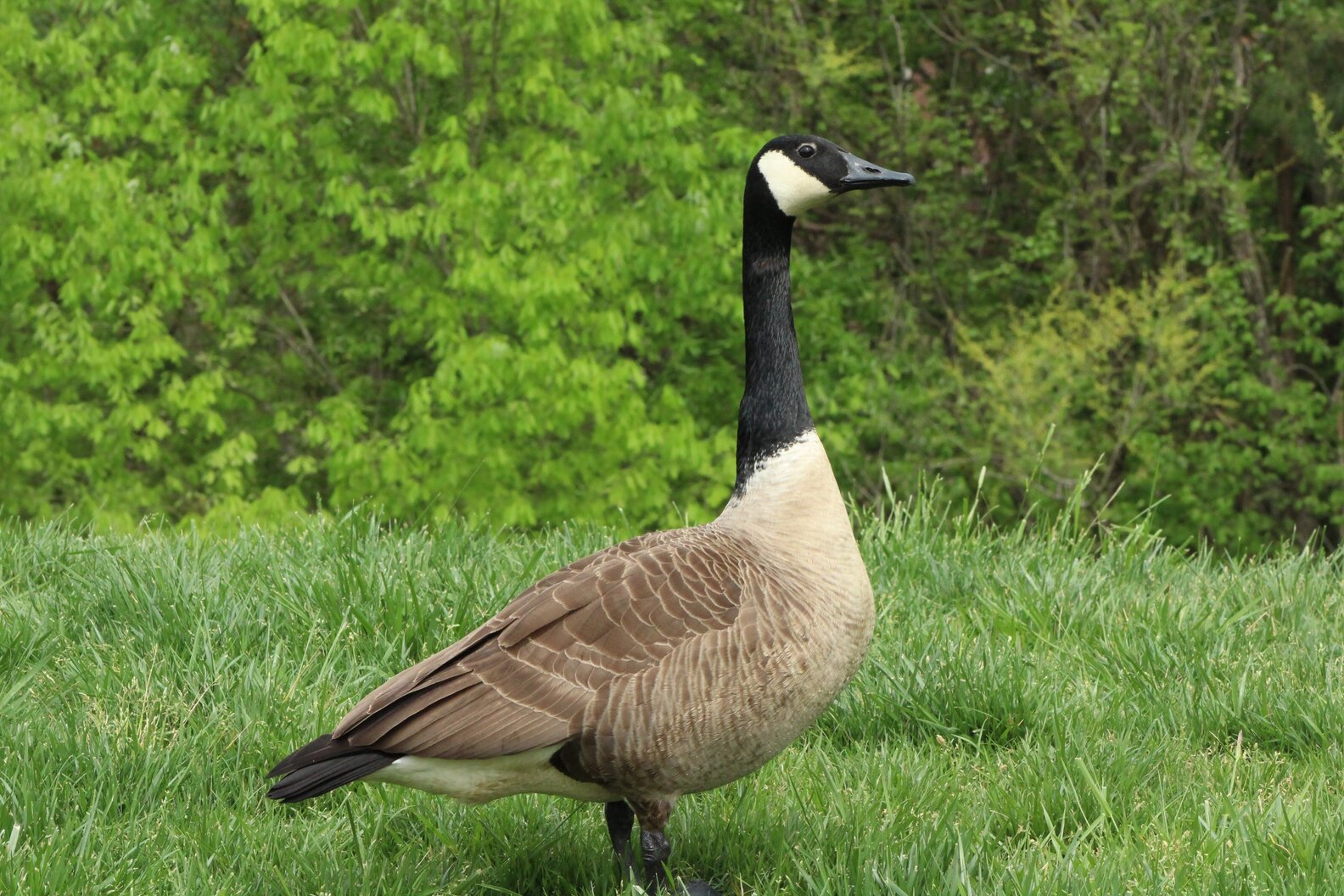 Widowed Goose Waits For Mate On Top Of Shopping Mall - The Dodo