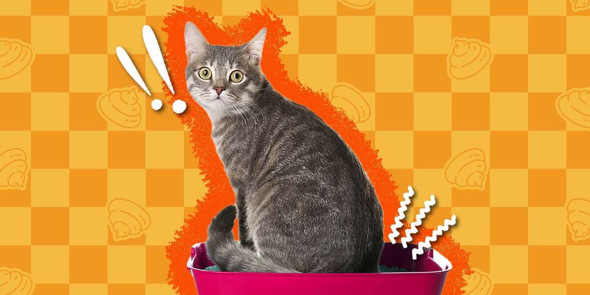 Cat Constipation: Why It Happens and How To Help, According To A Feline ...