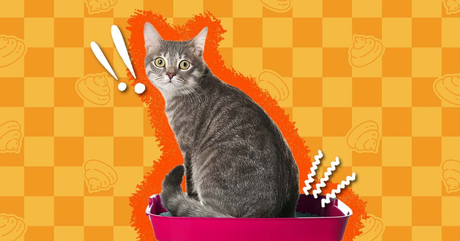 Cat Constipation: Why It Happens and How To Help, According To A Feline ...