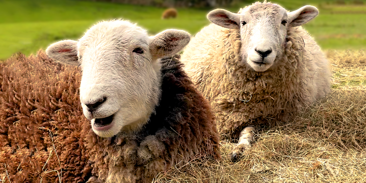 Rescue Sheep Are Basically Big Puppies - Videos - The Dodo