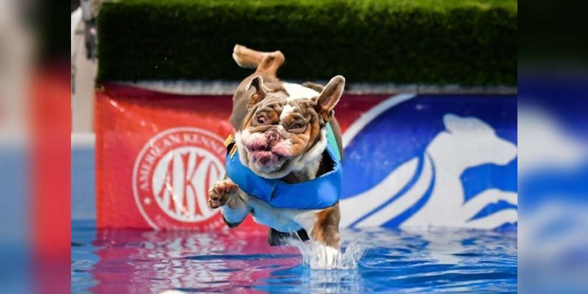 Water-Loving Dog Loves Jumping Off Docks - The Dodo