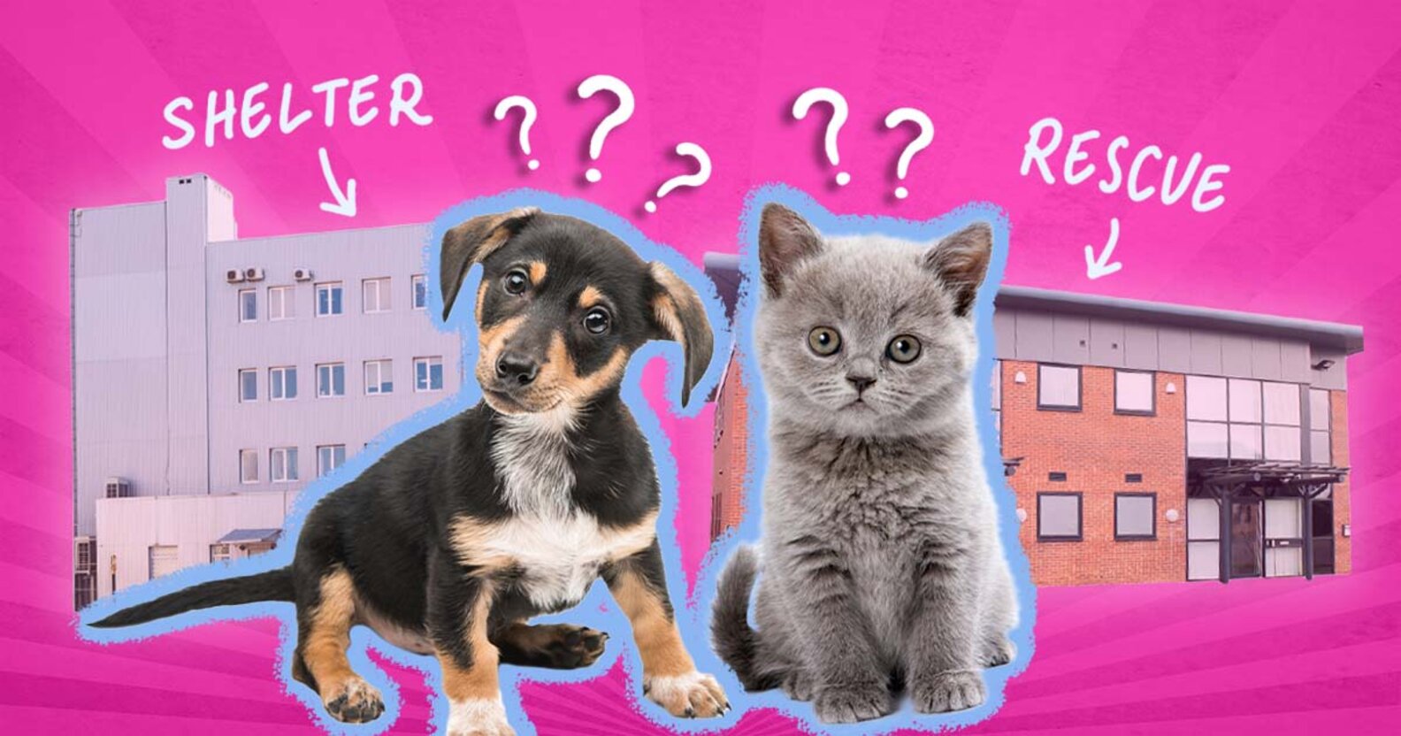 Animal Shelter Vs. Rescue: What’s The Difference? - DodoWell - The Dodo