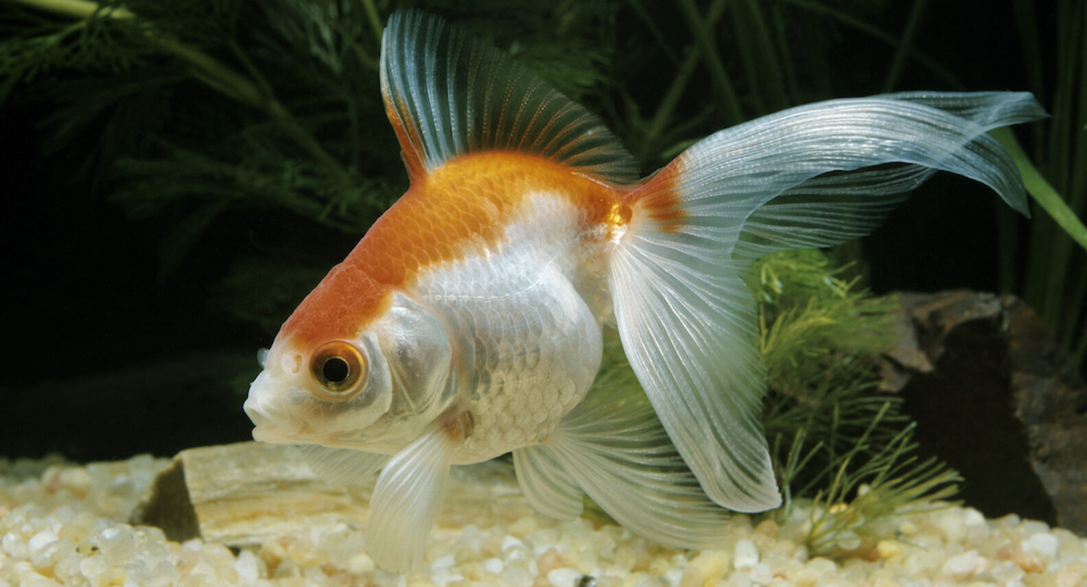 Types Of Goldfish: 16 Varieties For People Who Love Pet Fish - DodoWell ...