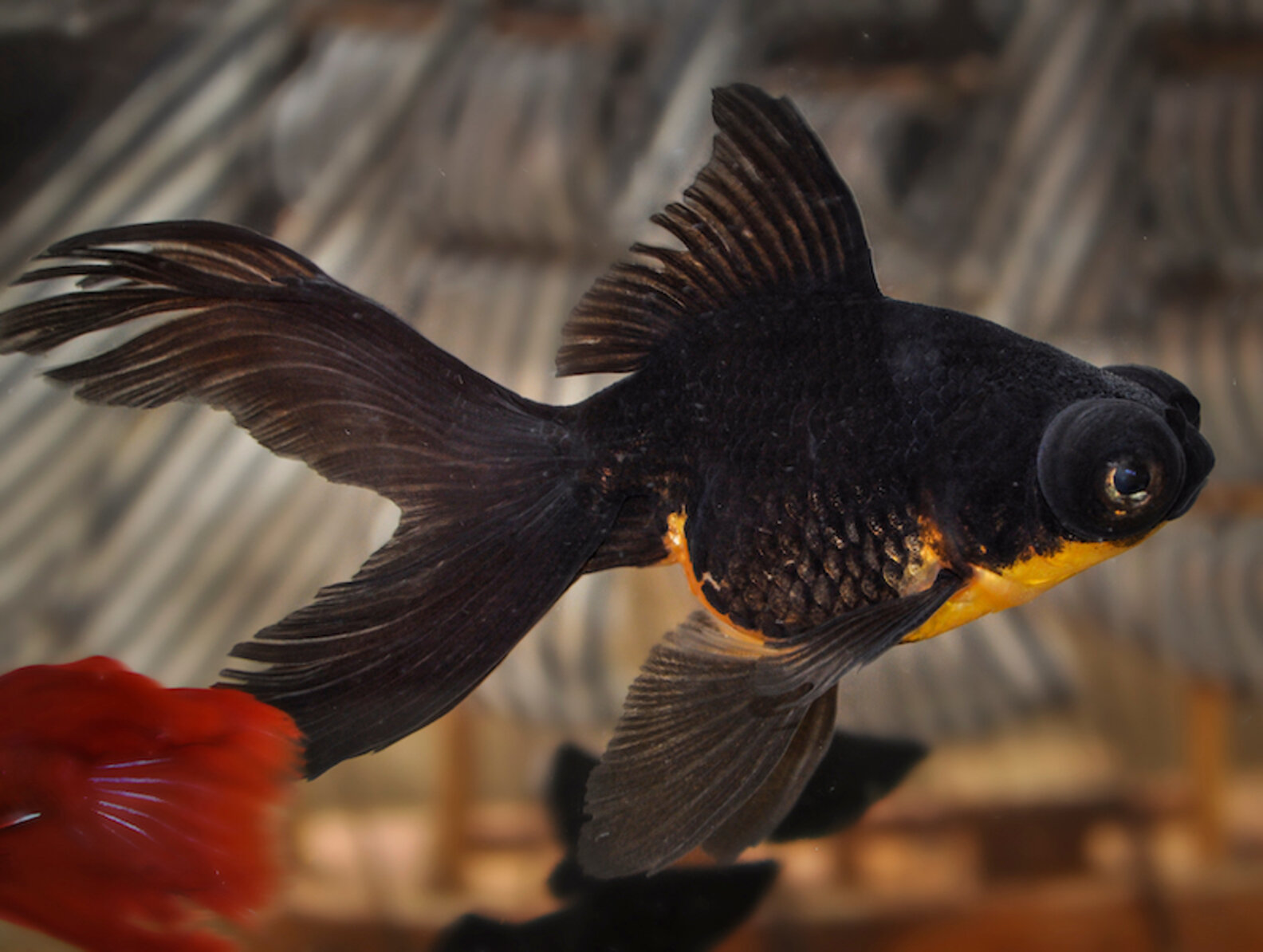 Types Of Goldfish: 16 Varieties For People Who Love Pet Fish - DodoWell ...