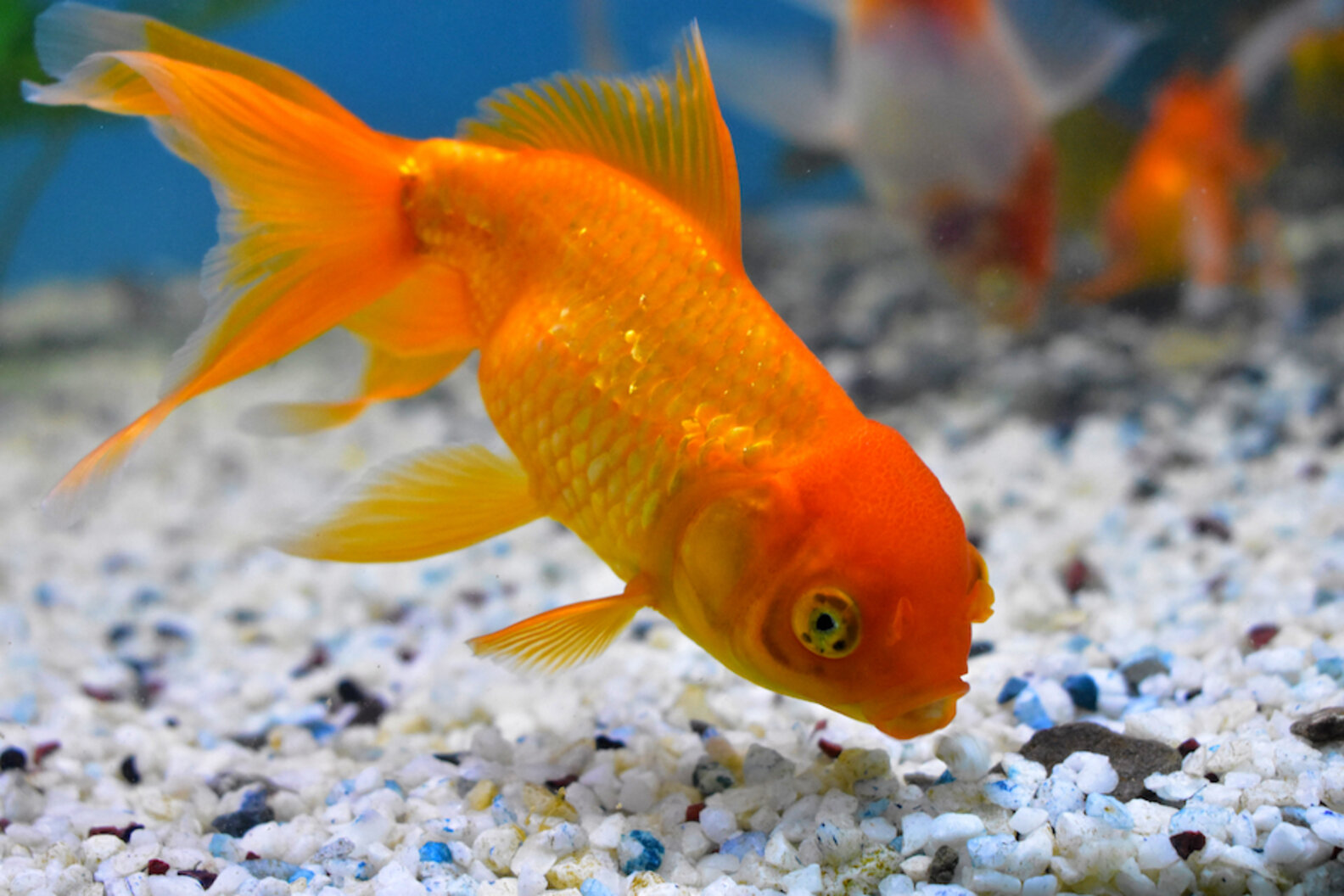Types Of Goldfish: 16 Varieties For People Who Love Pet Fish - DodoWell ...