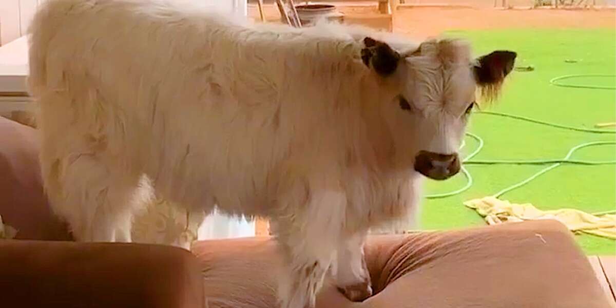 This Cow Wants To Be Wherever His Favorite People Are - Videos - The Dodo