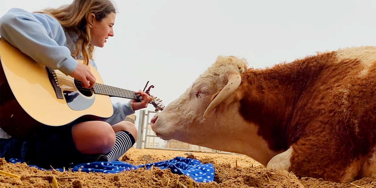 Woman Sings To A Rescue Cow And Wins Him Over - Videos - The Dodo