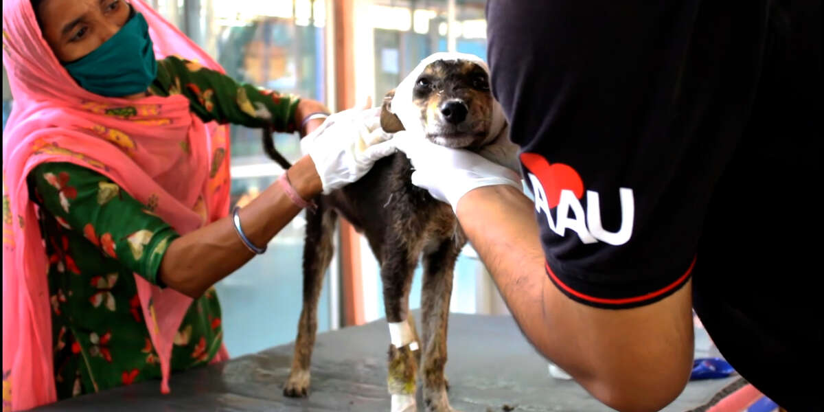 Puppy Found On Street Comes Back To Life And Reunites With His Family ...