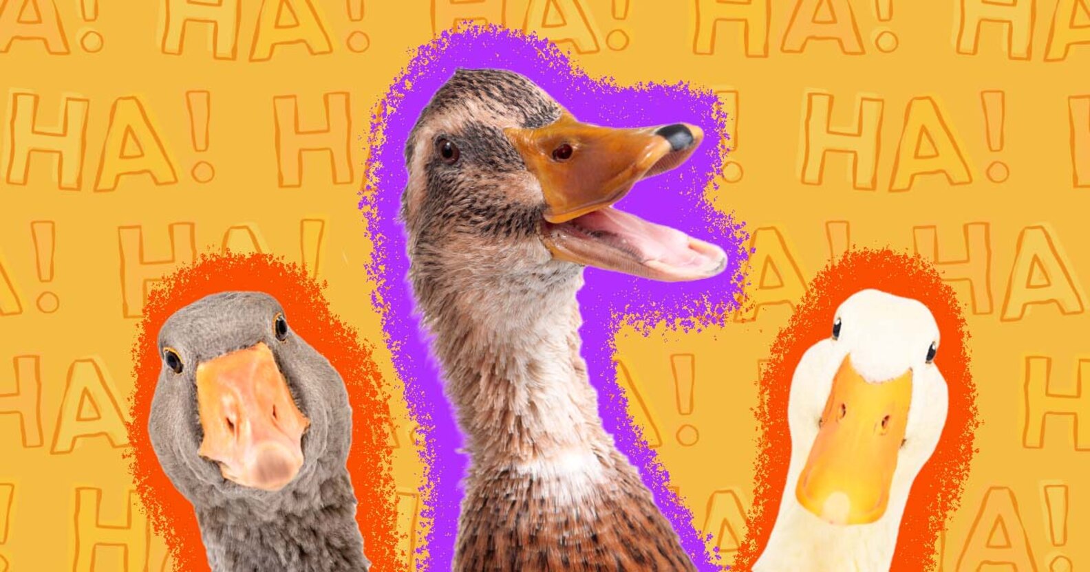 35+ Duck Jokes That Will Crack Your Kids Up - DodoWell - The Dodo