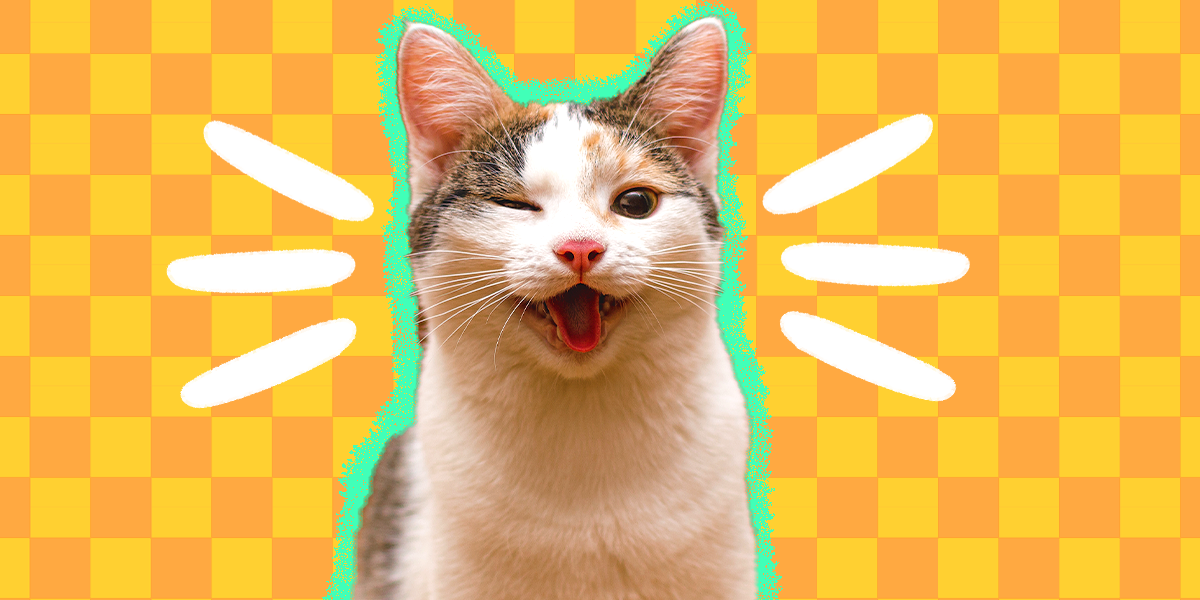 50 Cat Puns That Are Totally Hiss terical DodoWell The Dodo