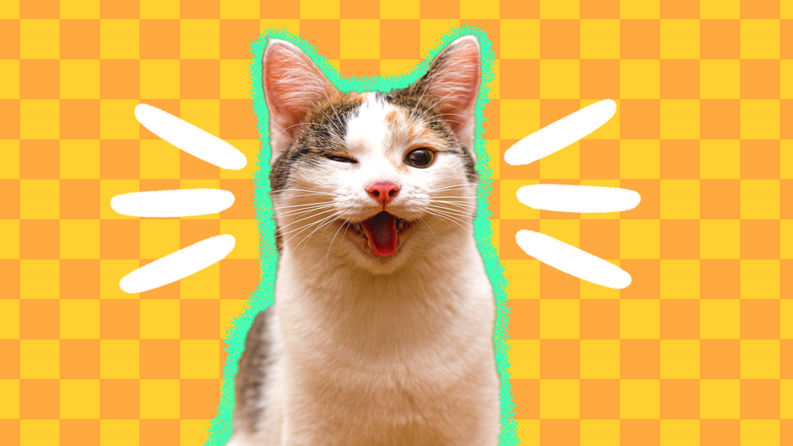 50+ Cat Puns That Are Totally Hiss-terical - DodoWell - The Dodo