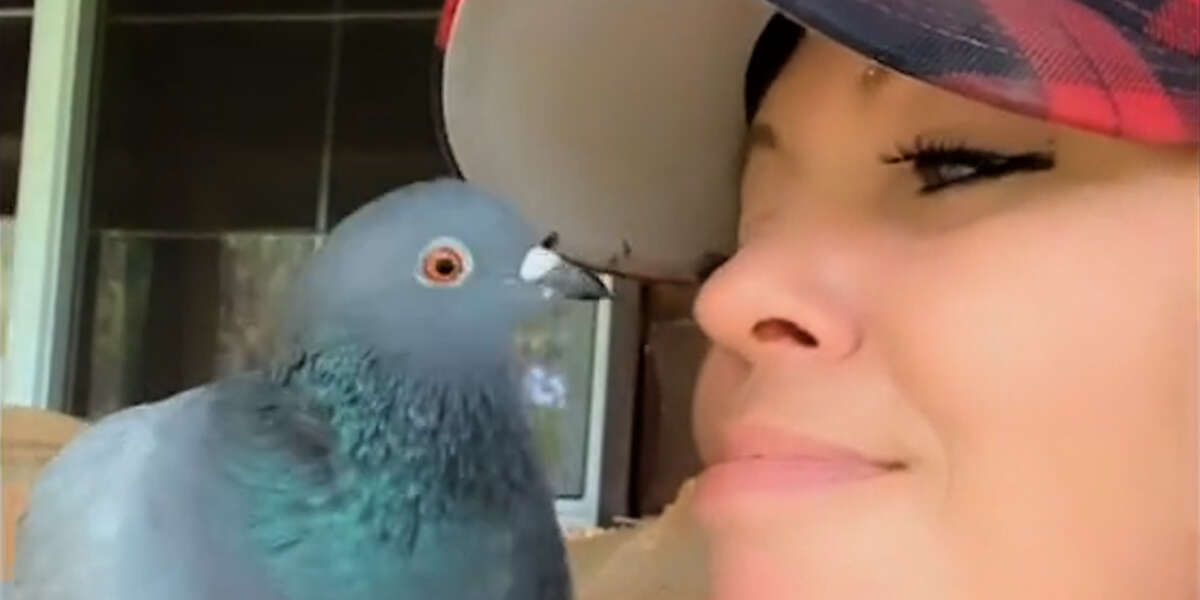 Pigeon Refused To Leave Her Rescuers When They Tried To Release Her ...