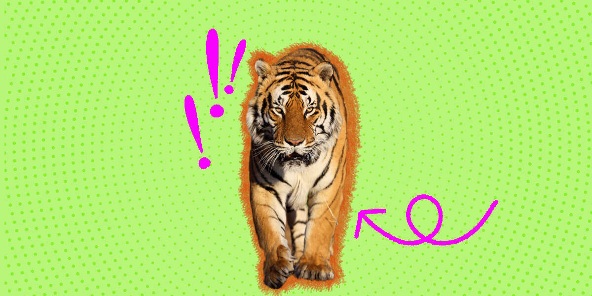 Tiger Facts: 10 Interesting Things To Know About These Animals ...