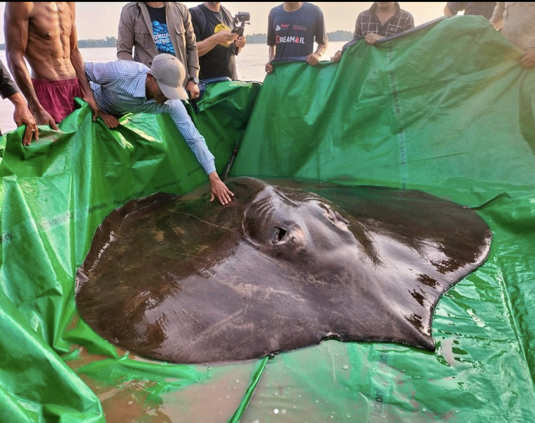 Scientists Just Found the Biggest Freshwater Fish in the World - Thrillist