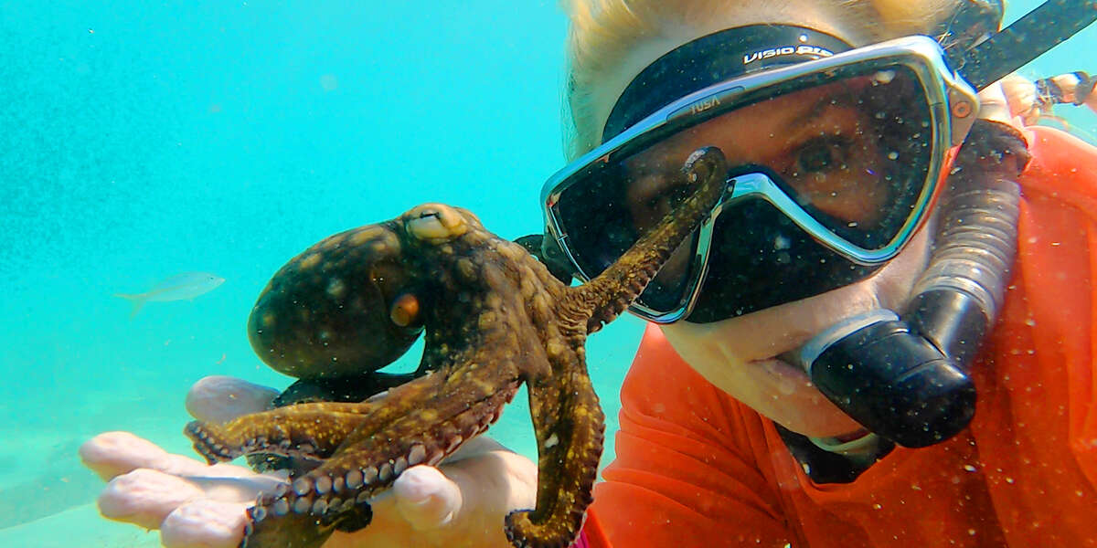 Woman Becomes Friends With An Octopus Obsessed With Stealing Her Camera ...