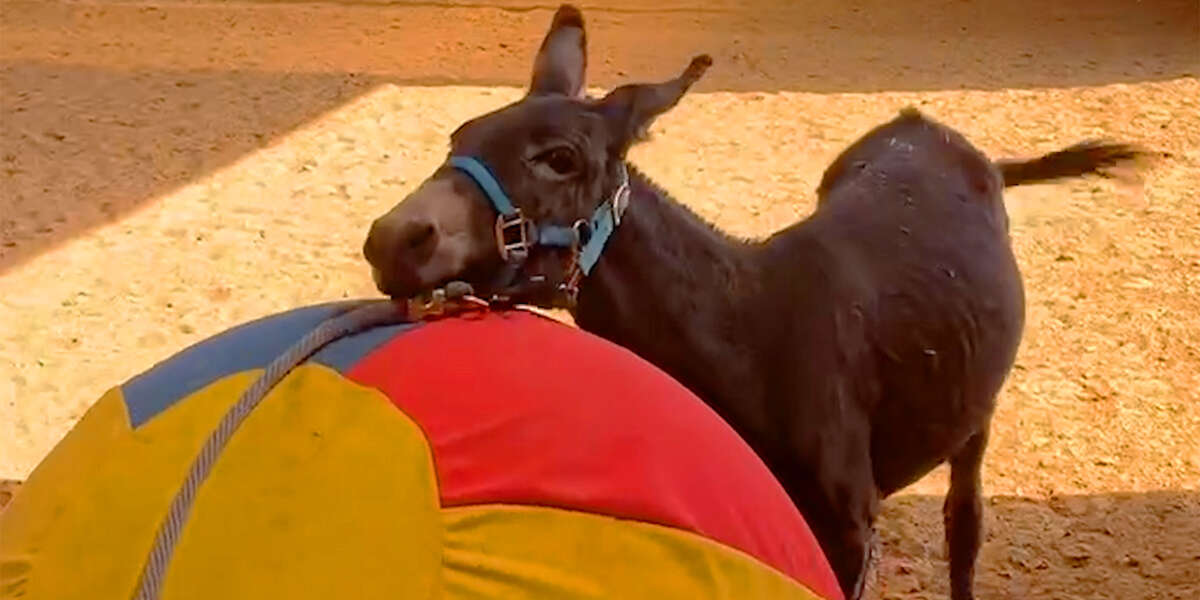 Donkey Who Couldn't Walk Loves To Play With Balls! - Videos - The Dodo