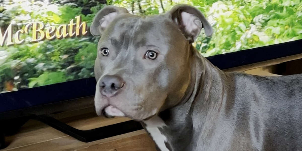 Pittie Gets Emotional Every Time He Sees His Favorite Dog Characters On ...