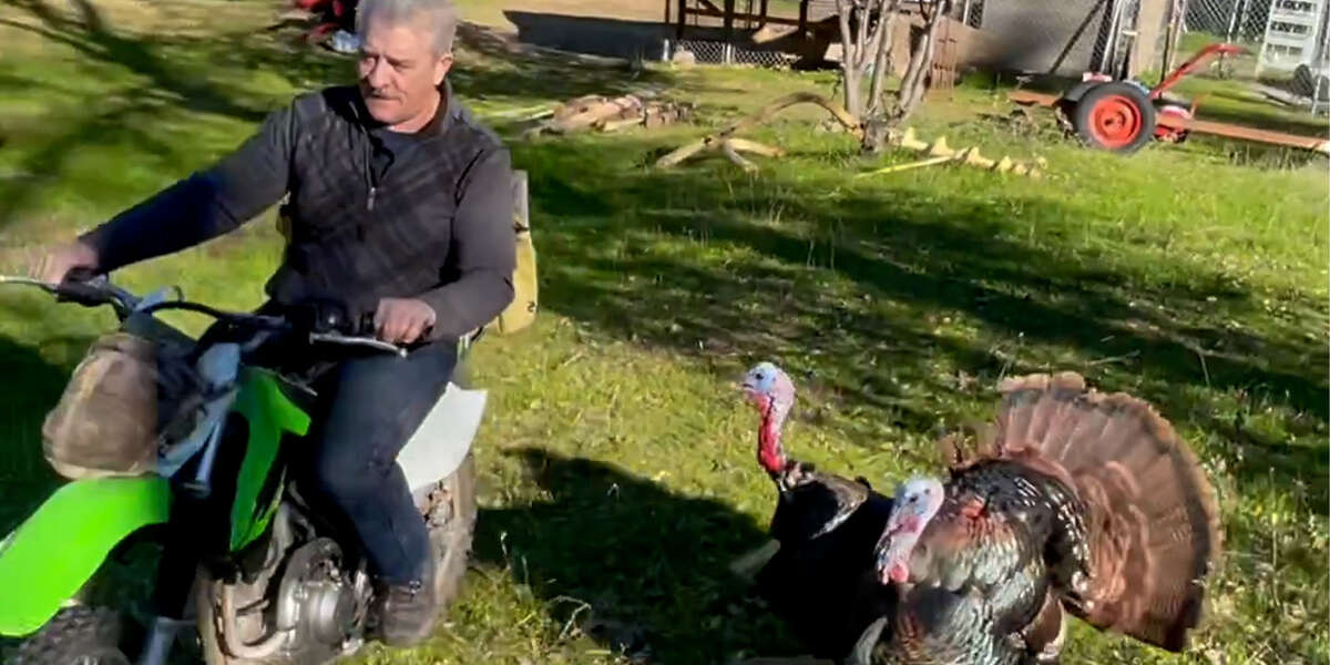 Wild Turkeys Are Deeply Obsessed With This Man! - Videos - The Dodo