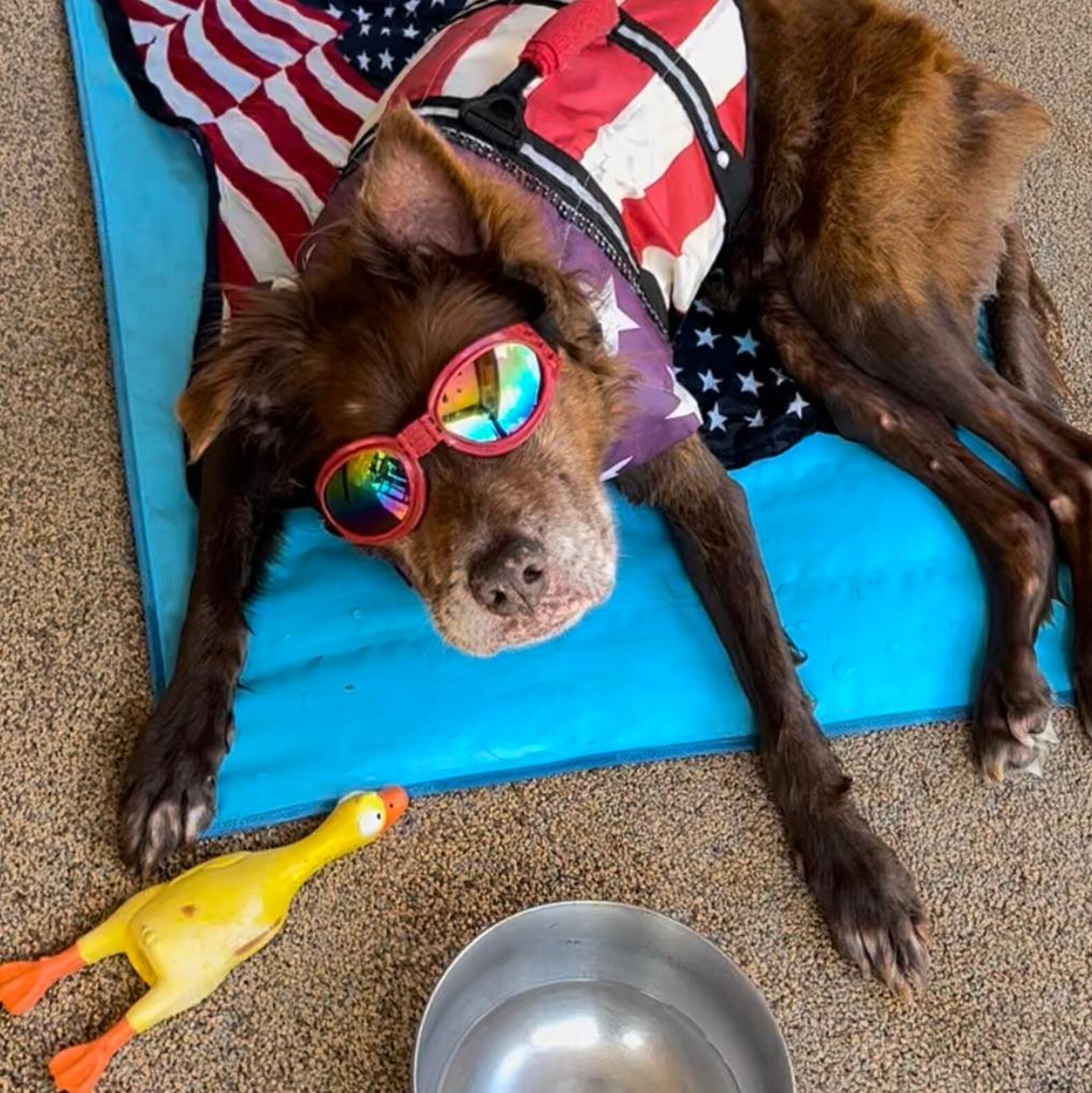 Senior Dog Spends All Day Taking Naps In Pool - The Dodo