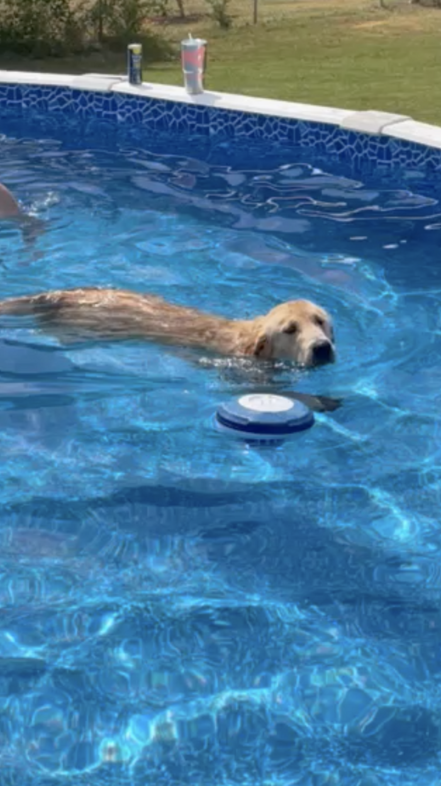 Dogs Crash Pool Party And Everyone Is Overjoyed - The Dodo