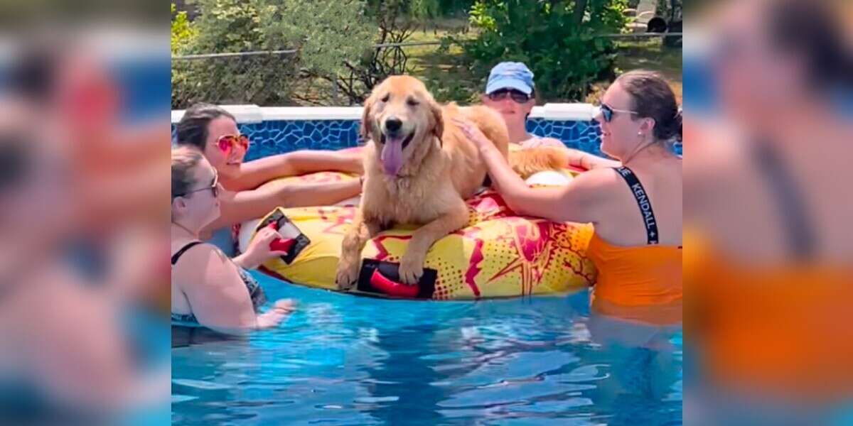 Dogs Crash Pool Party And Everyone Is Overjoyed - The Dodo