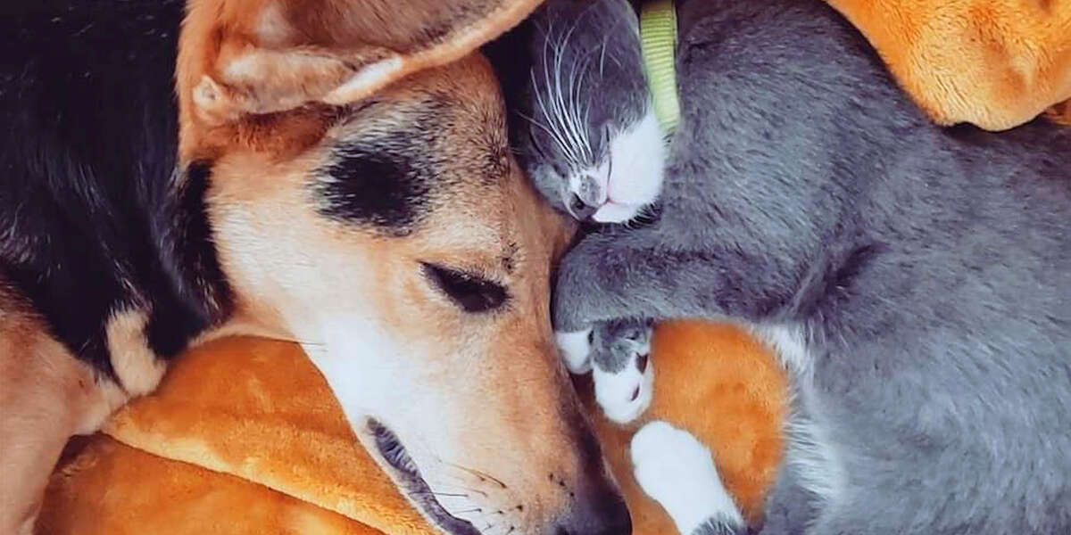 Cat Goes On Walks With His Dog In The Cutest Way - Videos - The Dodo