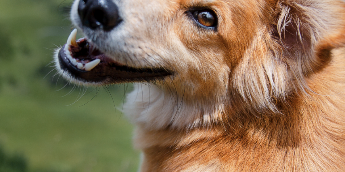 How To Keep Your Dog Safe On All Your Summer Adventures - DodoWell ...