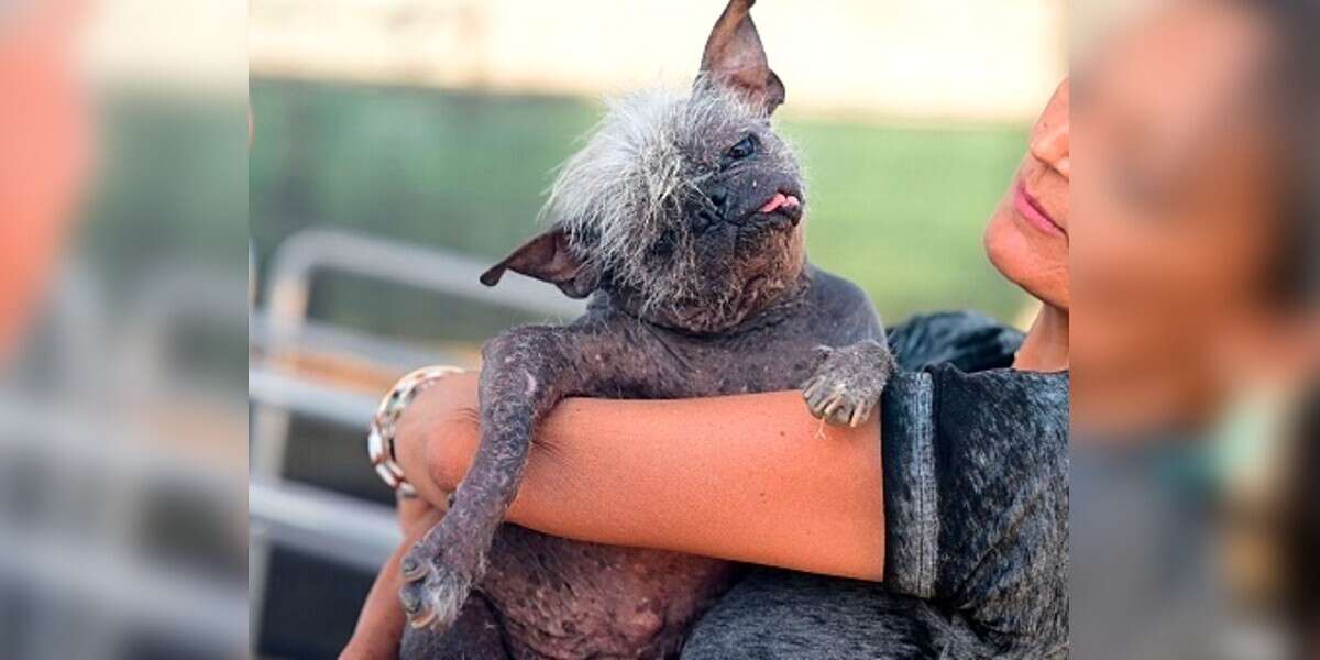 Senior Rescue Mr. Happy Face Wins 'World's Ugliest Dog' Contest - The Dodo