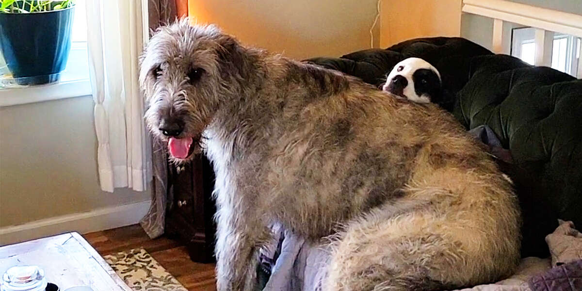 140-Pound Lap Dog Doesn’t Even Have To Jump To Reach Kitchen Counters ...