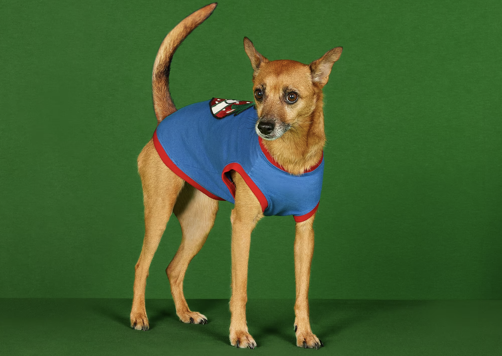 Gucci Pet Collection: The Luxury Brand Unveils New Line For Pets, And ...