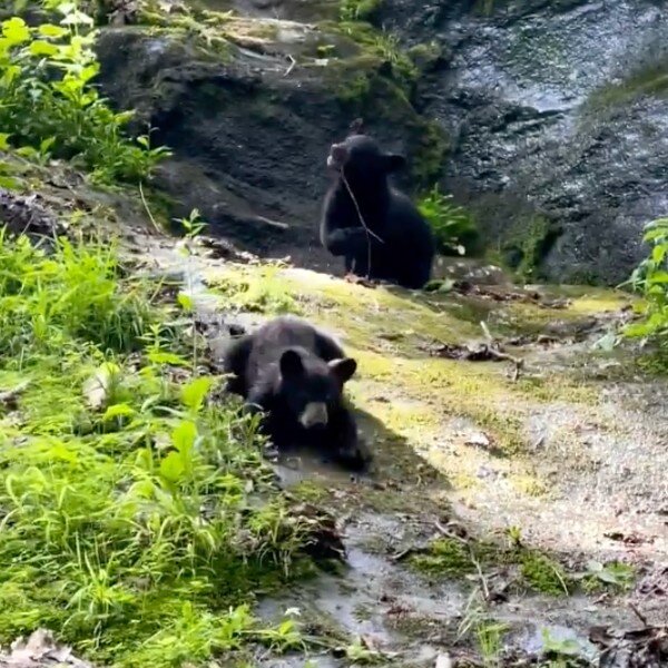 Rescued Bear Cubs Act Like Little Kids When They Discover A Natural ...