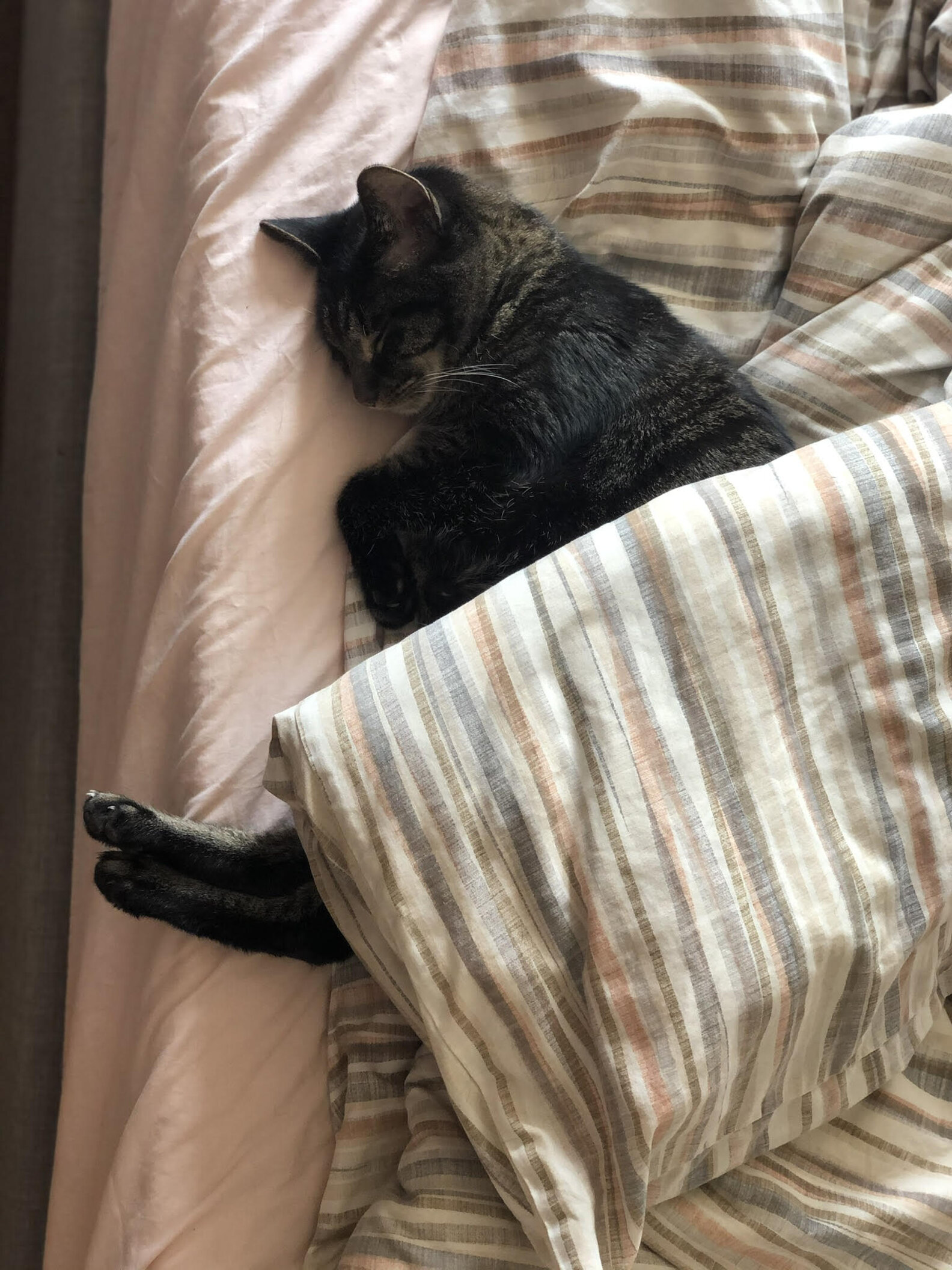 Rescue Cat Wants Dad To Spoon Him Every Night For The Most Cuddles ...