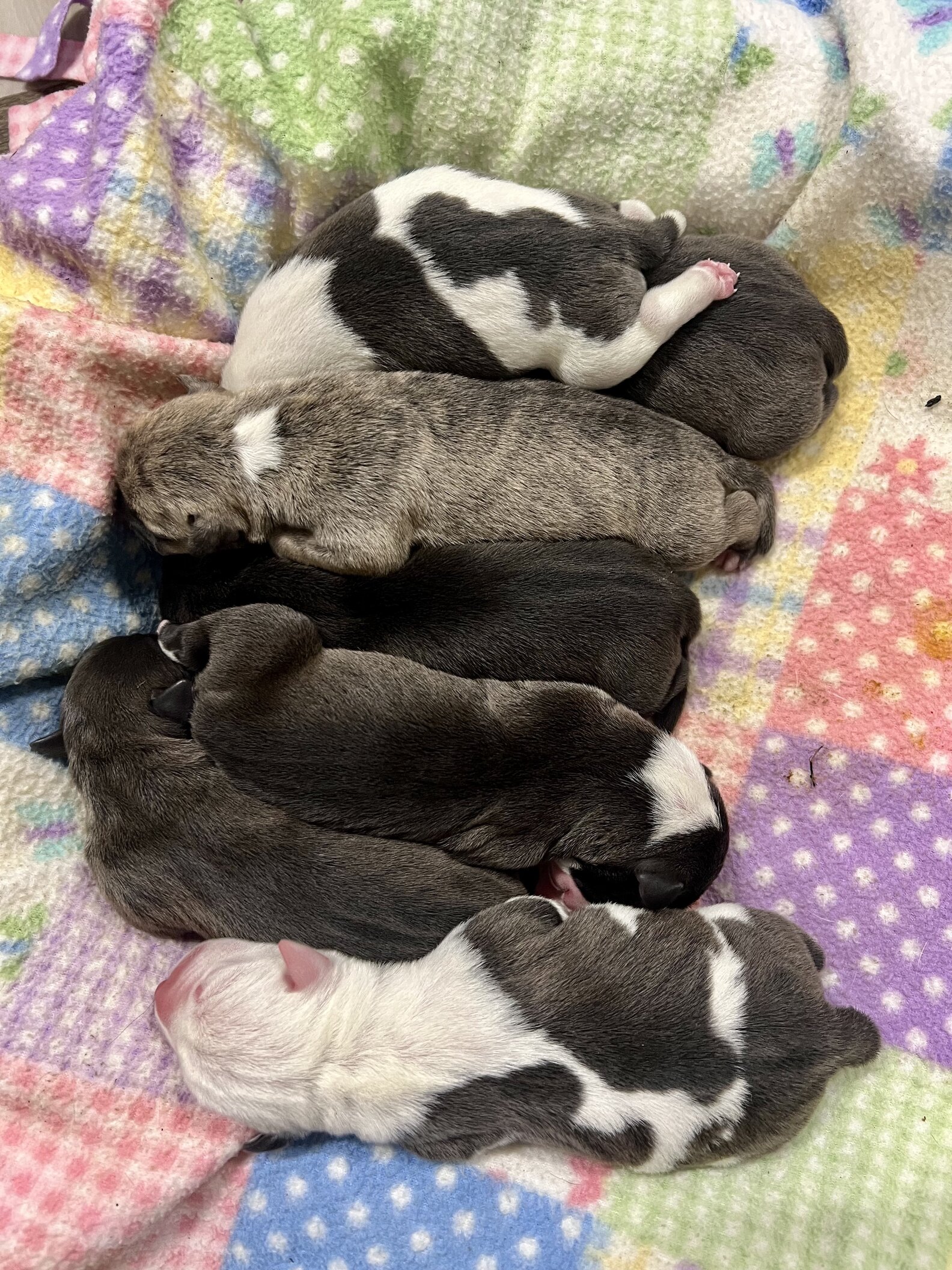 Woman Takes Photo Of Pregnant Dog Then Realizes She Started Giving ...