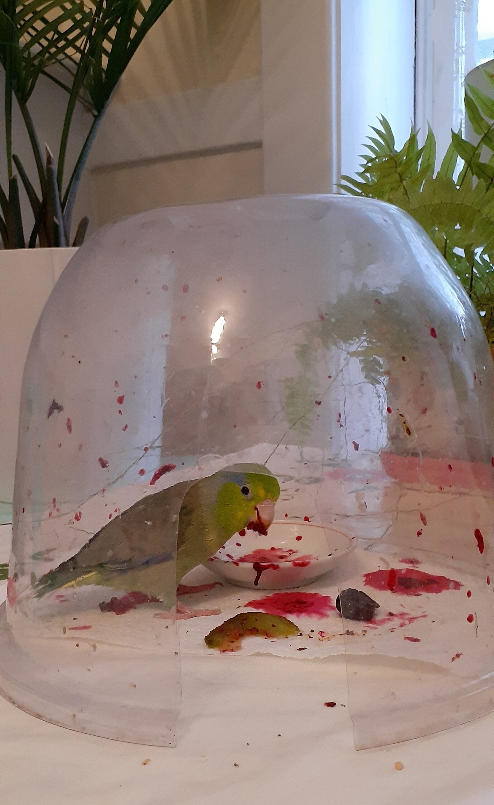 Bird Is Such A Messy Eater He Has To Dine Inside A Tiny Dome - The Dodo