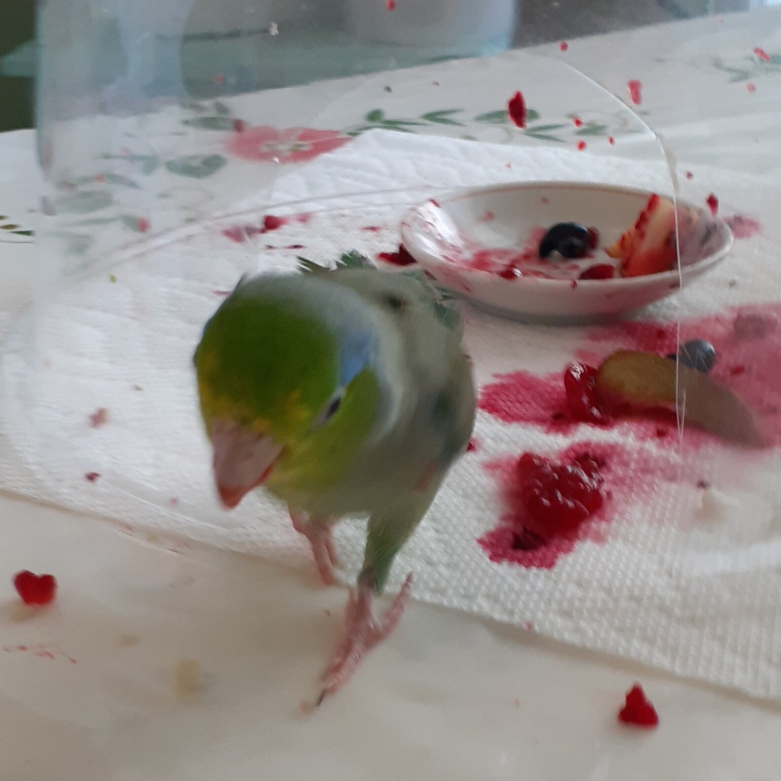 Bird Is Such A Messy Eater He Has To Dine Inside A Tiny Dome - The Dodo