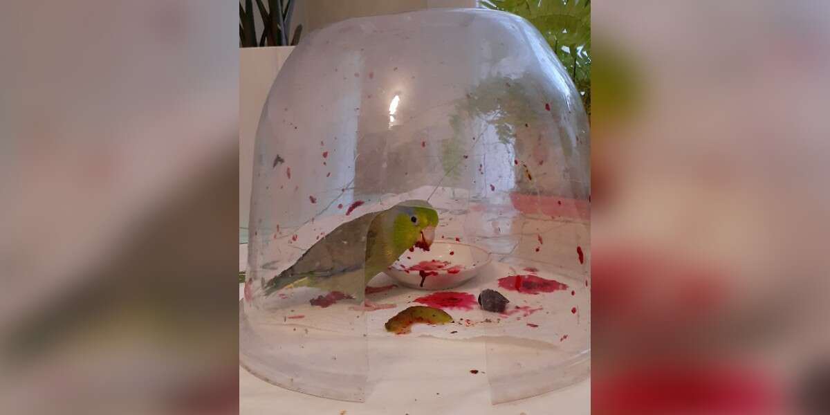 Bird Is Such A Messy Eater He Has To Dine Inside A Tiny Dome - The Dodo