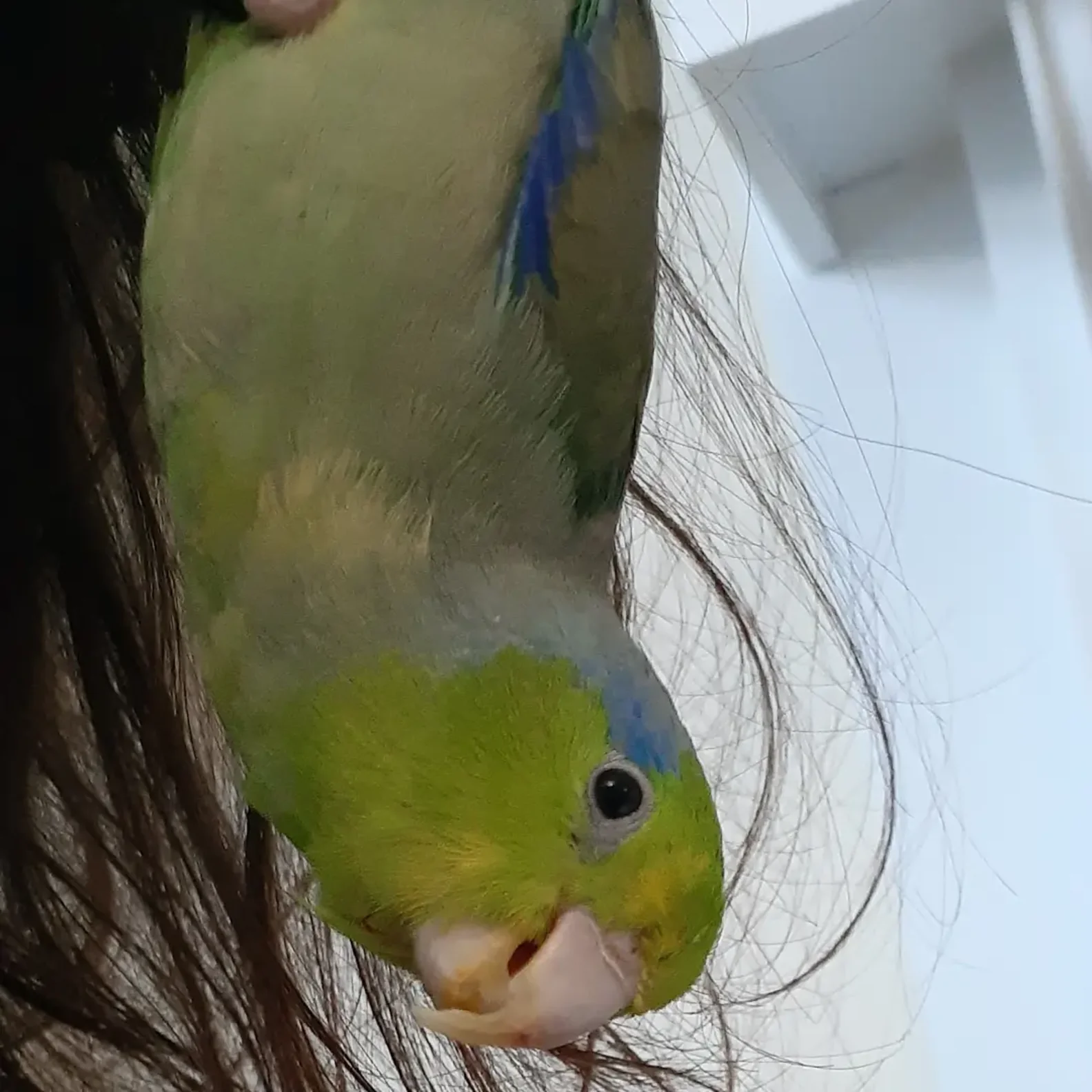 Bird Is Such A Messy Eater He Has To Dine Inside A Tiny Dome - The Dodo