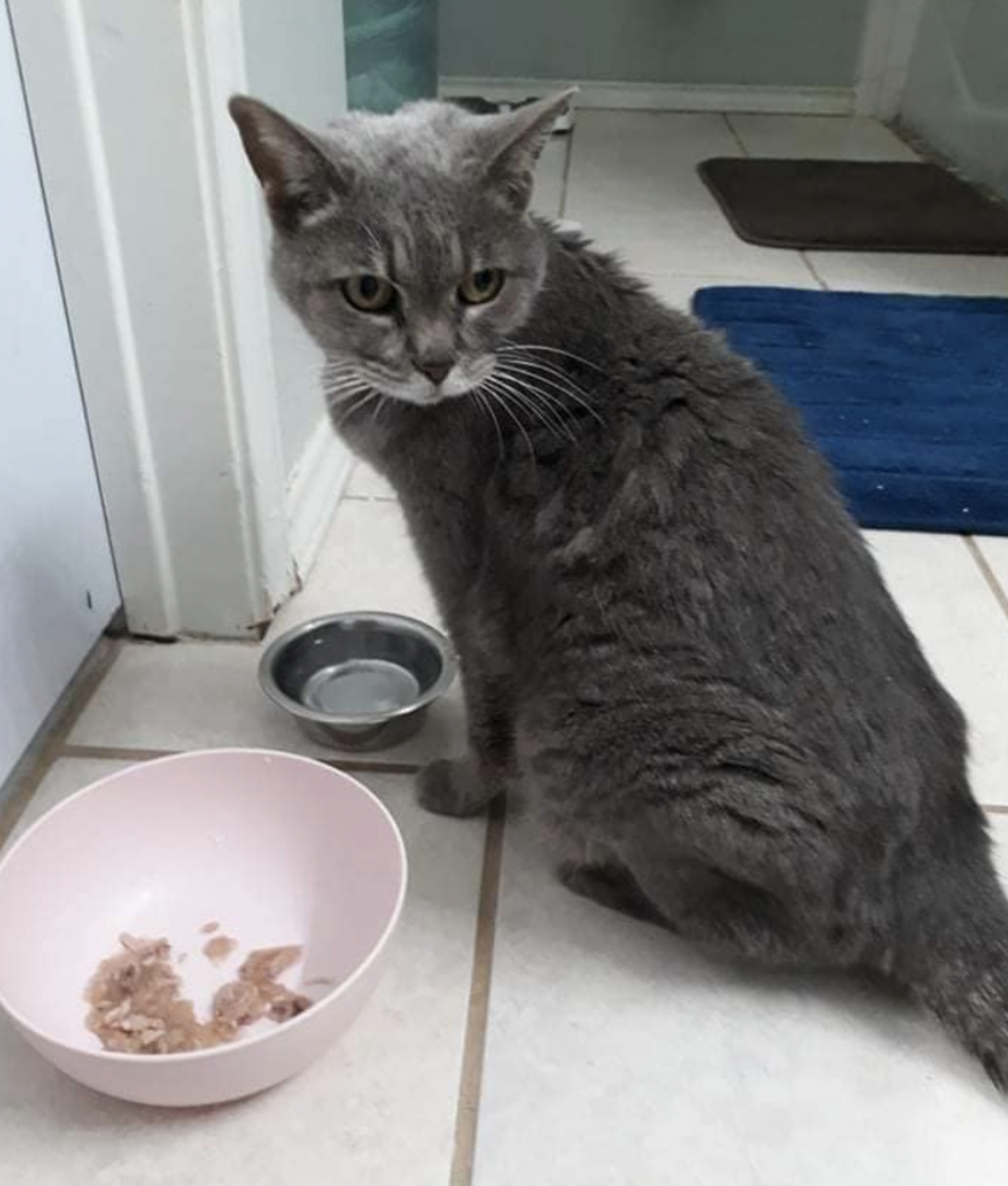 Woman Puts Collar On Abandoned Senior Cat And Sees An Immediate Change ...