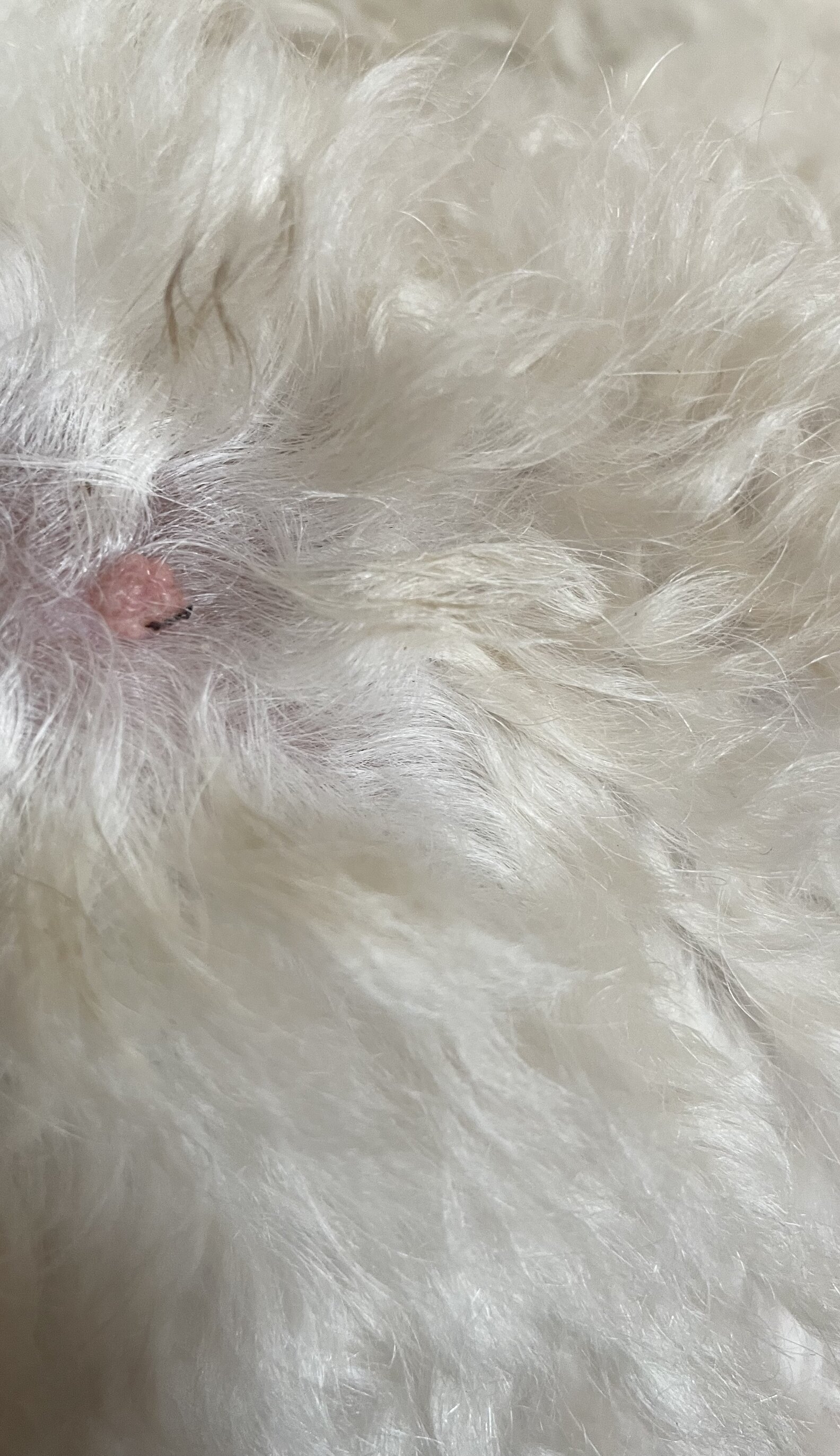 Dog Skin Tag: Here’s How To Tell It Apart From Other Skin Issues ...