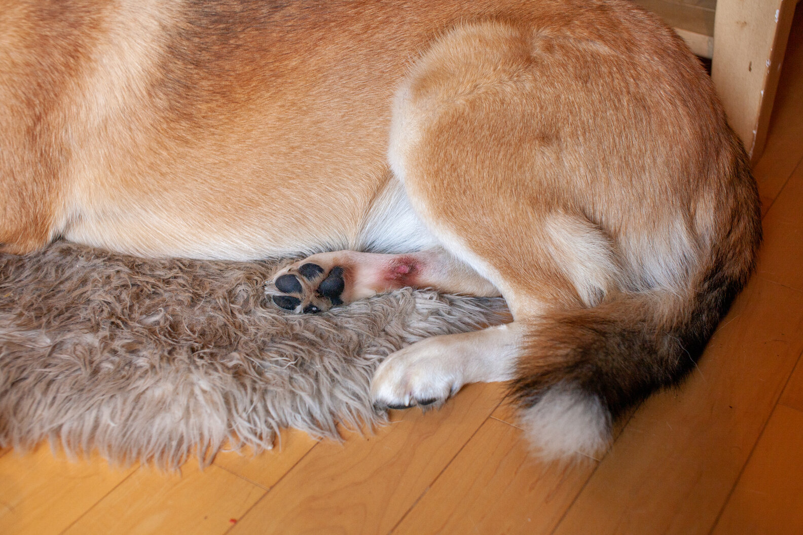 Pyoderma In Dogs: Here’s What Pet Parents Should Know - DodoWell - The Dodo
