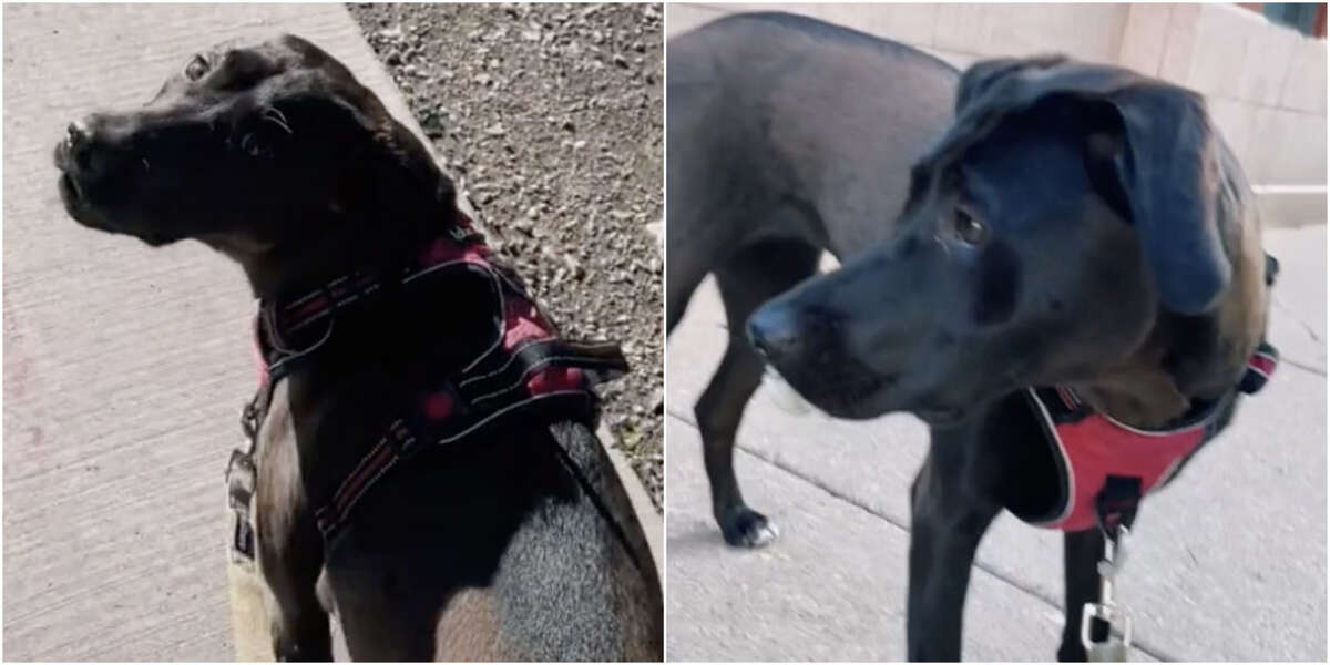 Woman Figures Out Why People Won't Stop Pointing At Dog - The Dodo